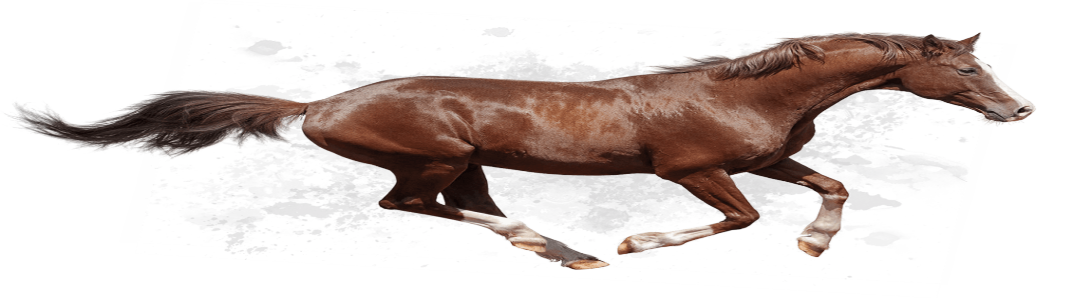 home_horse_slider_1 - IRIS BAYER